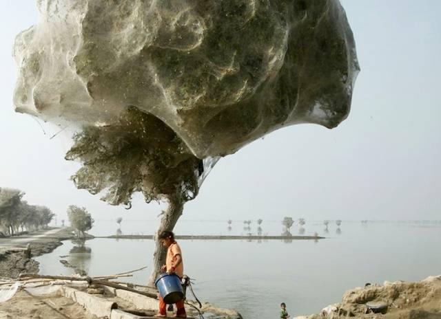 Spider web tree, Pakistan photo on Sunsurfer