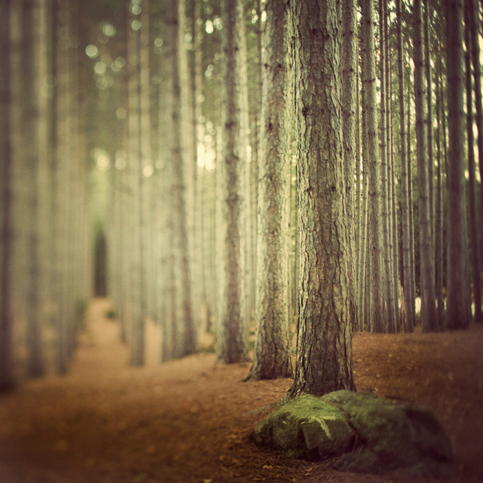 The quiet forest photo on Sunsurfer