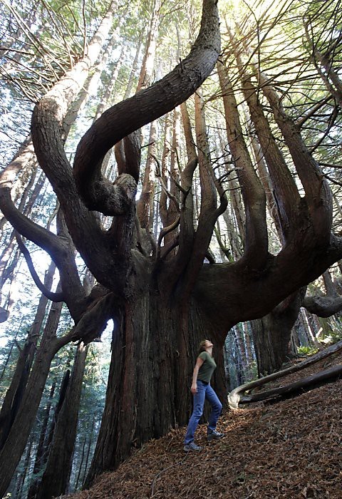 Enchanted Forest, California photo on Sunsurfer